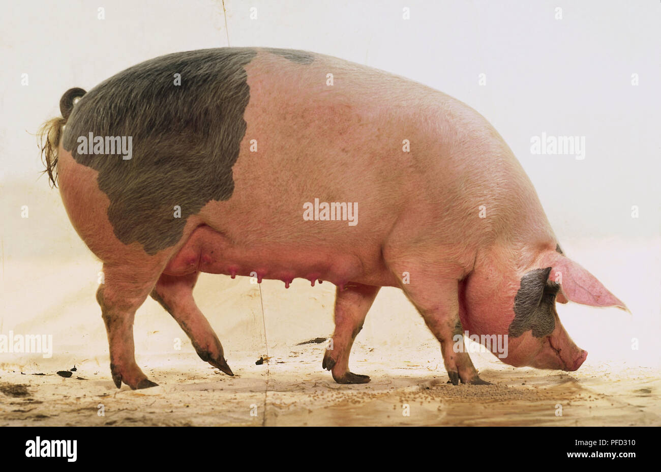 Adult Pig Side View Side View Big Pig On Hi Res Stock Photography And