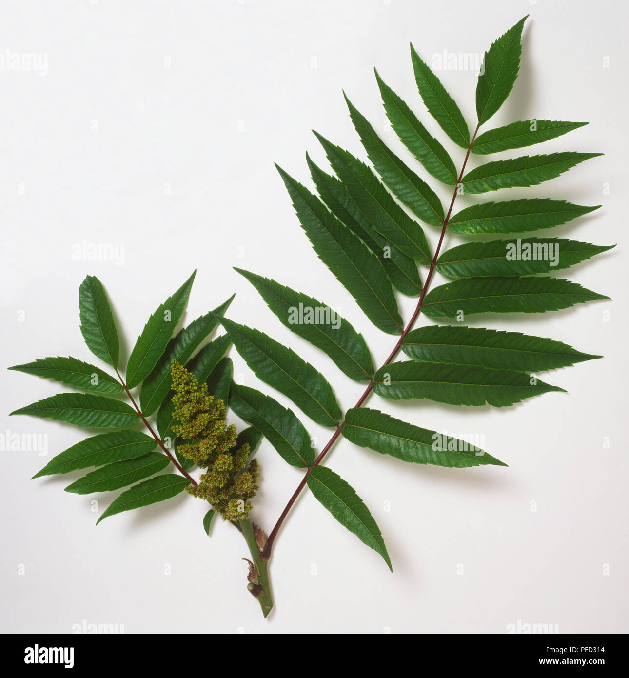 Stags horn sumach leaves hi-res stock photography and images - Alamy