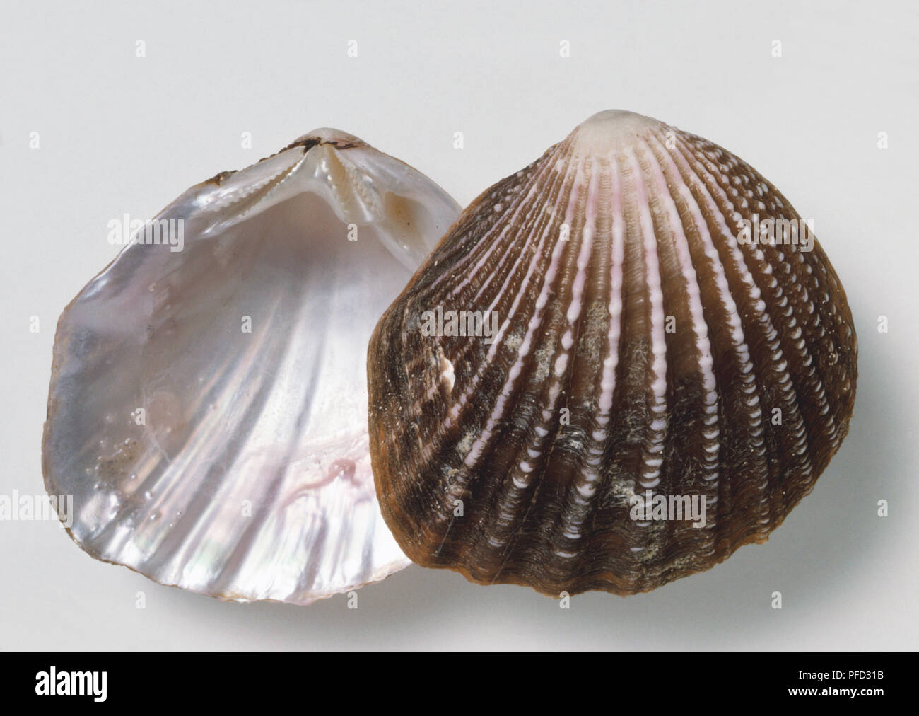 Opened Australian Brooch Clam shell (Neotrigonia margaritacea), close ...