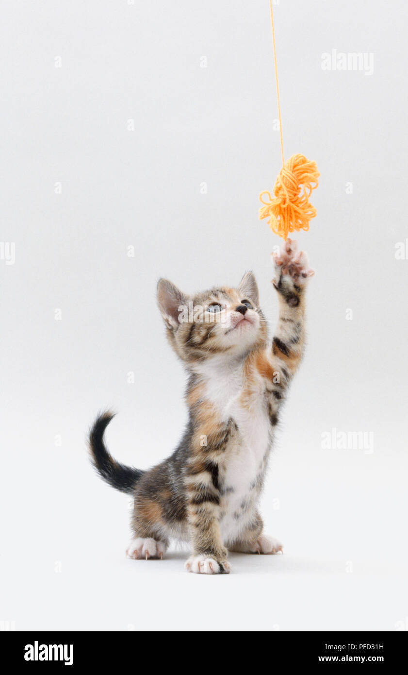 Felis catus is a small hi-res stock photography and images - Alamy