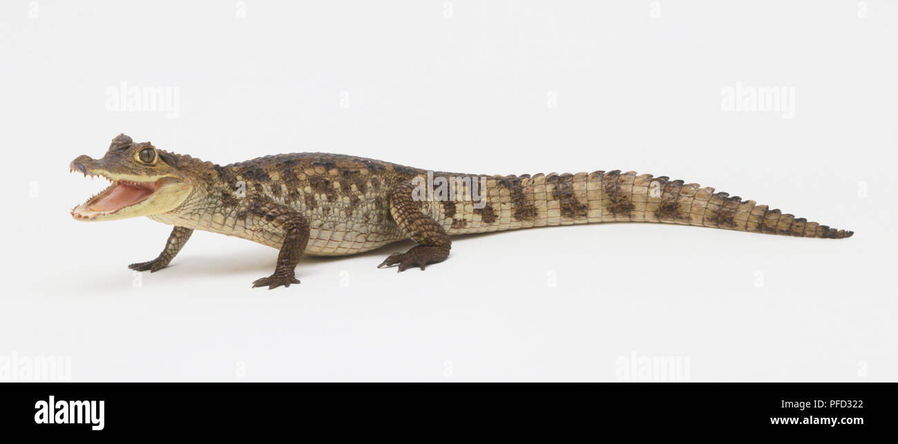 A Caiman (Caimanus crocodilus), side view Stock Photo - Alamy