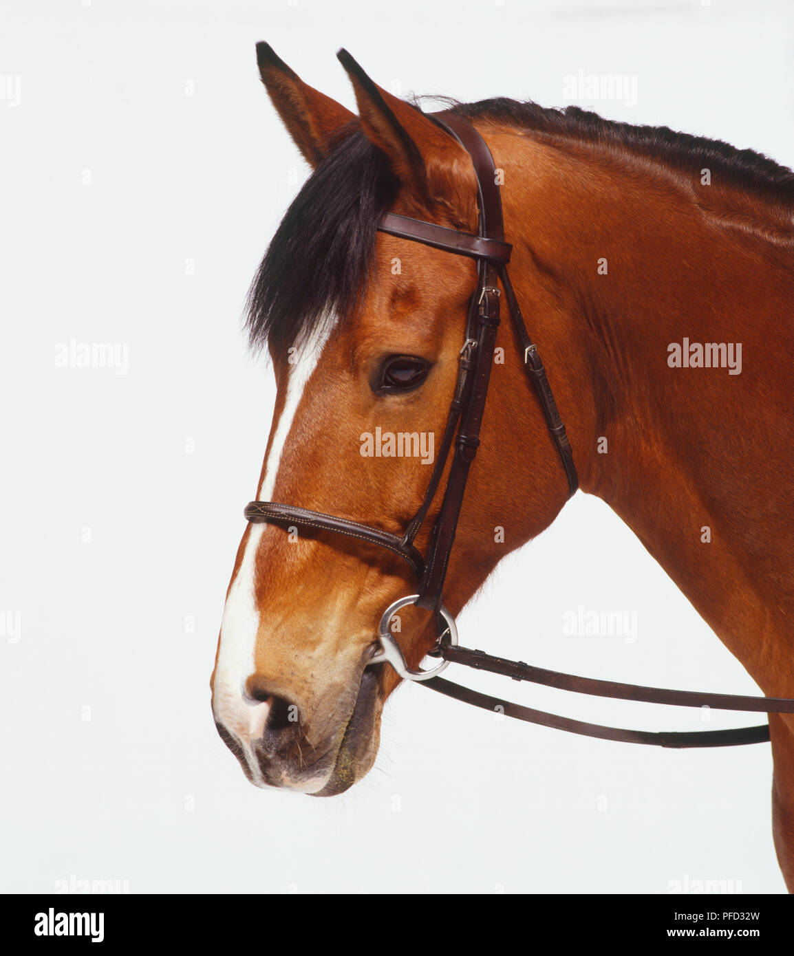 Western Bridle With Bit