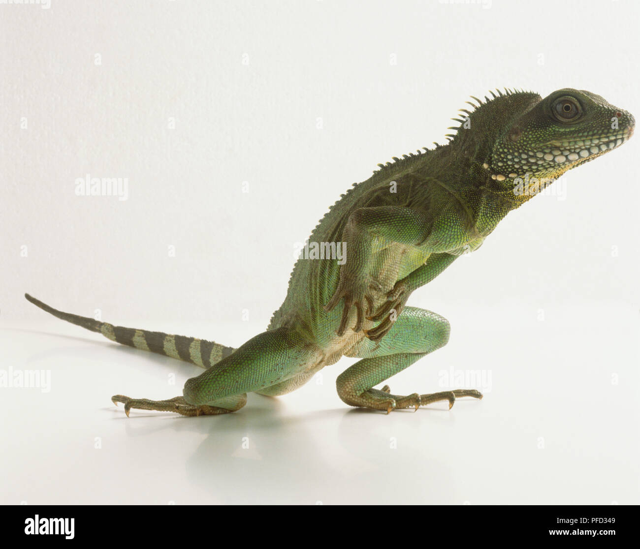 Thai water dragon (Physignathus cocincinus), rearing up, side view ...