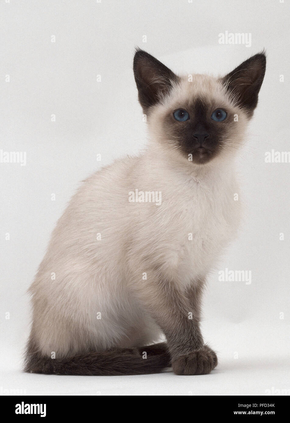 Sitting siamese cat Stock Photo - Alamy