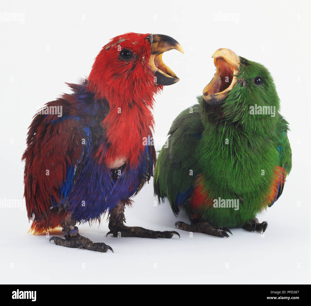 Pair of Eclectus Parrots (Eclectus roratus) facing each other with ...