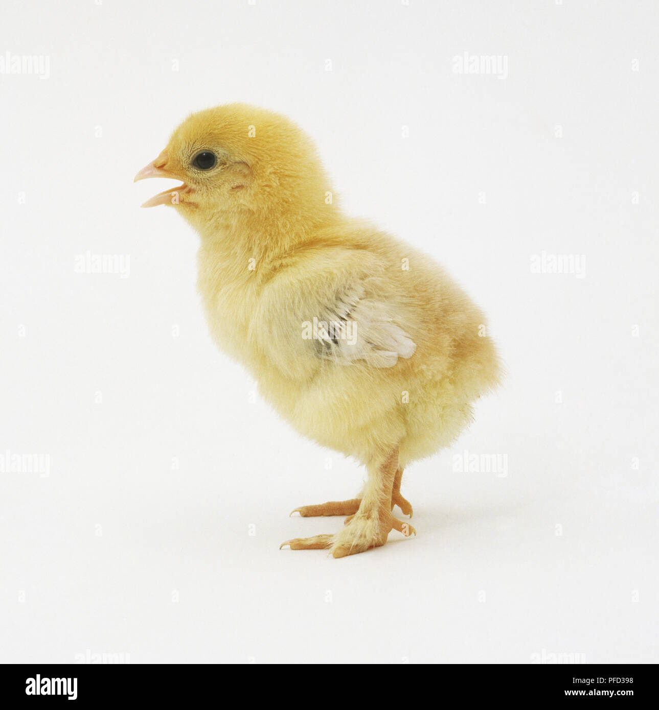 Yellow Chick (Gallus gallus) standing with its beak open, side view ...
