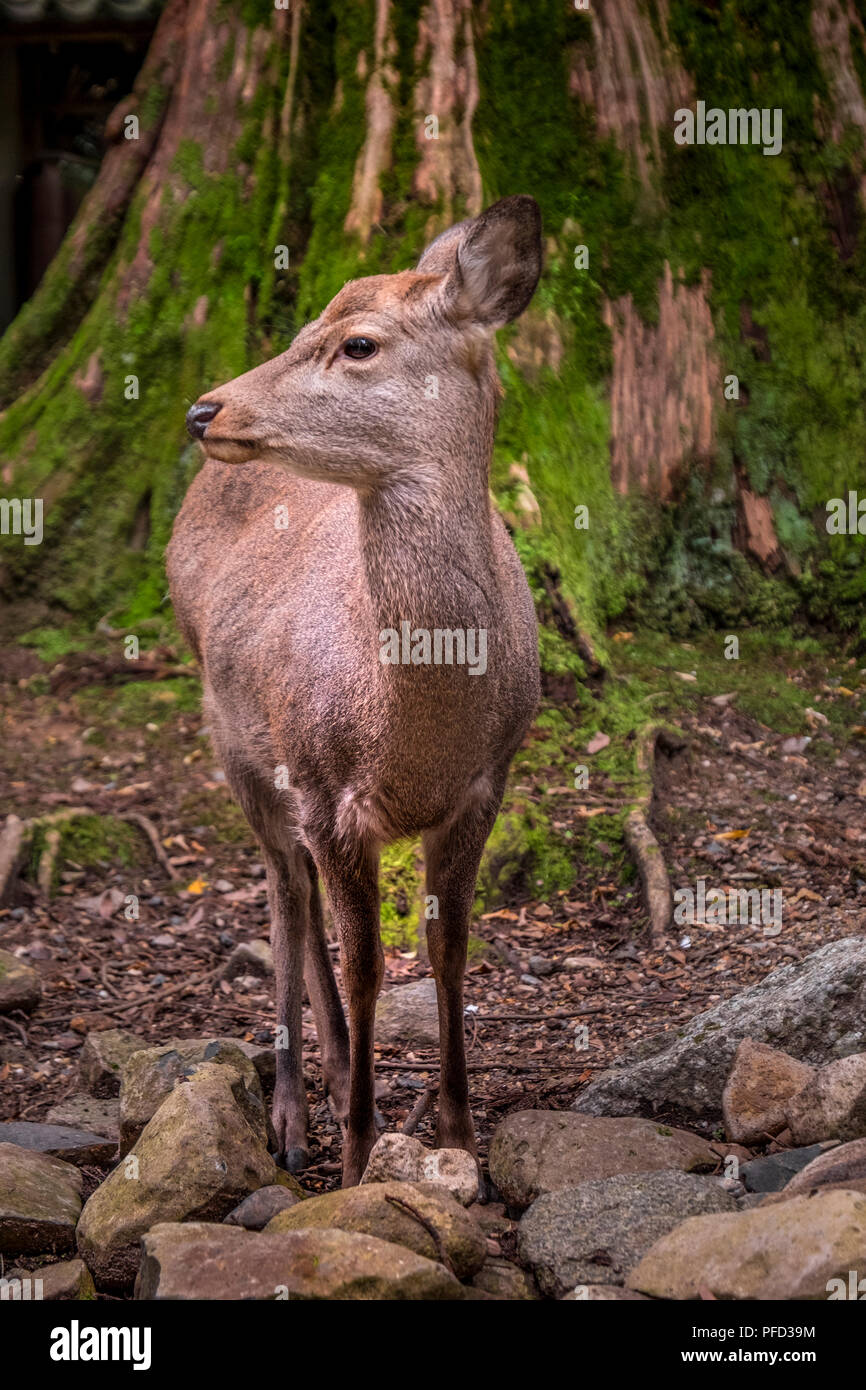 Kasuga Deer Stock Photos & Kasuga Deer Stock Images - Alamy