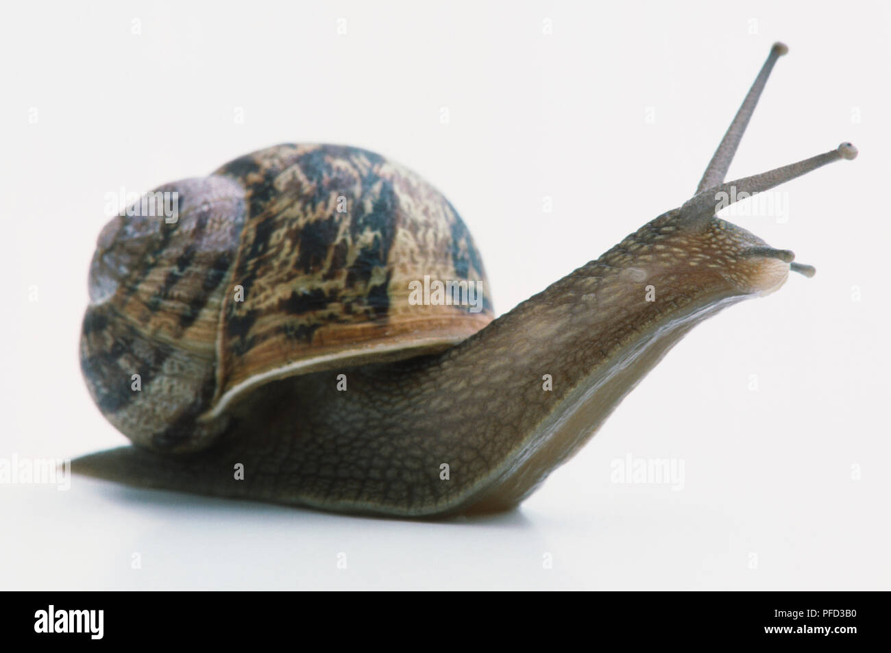 Snail (Gastropoda), side view Stock Photo - Alamy
