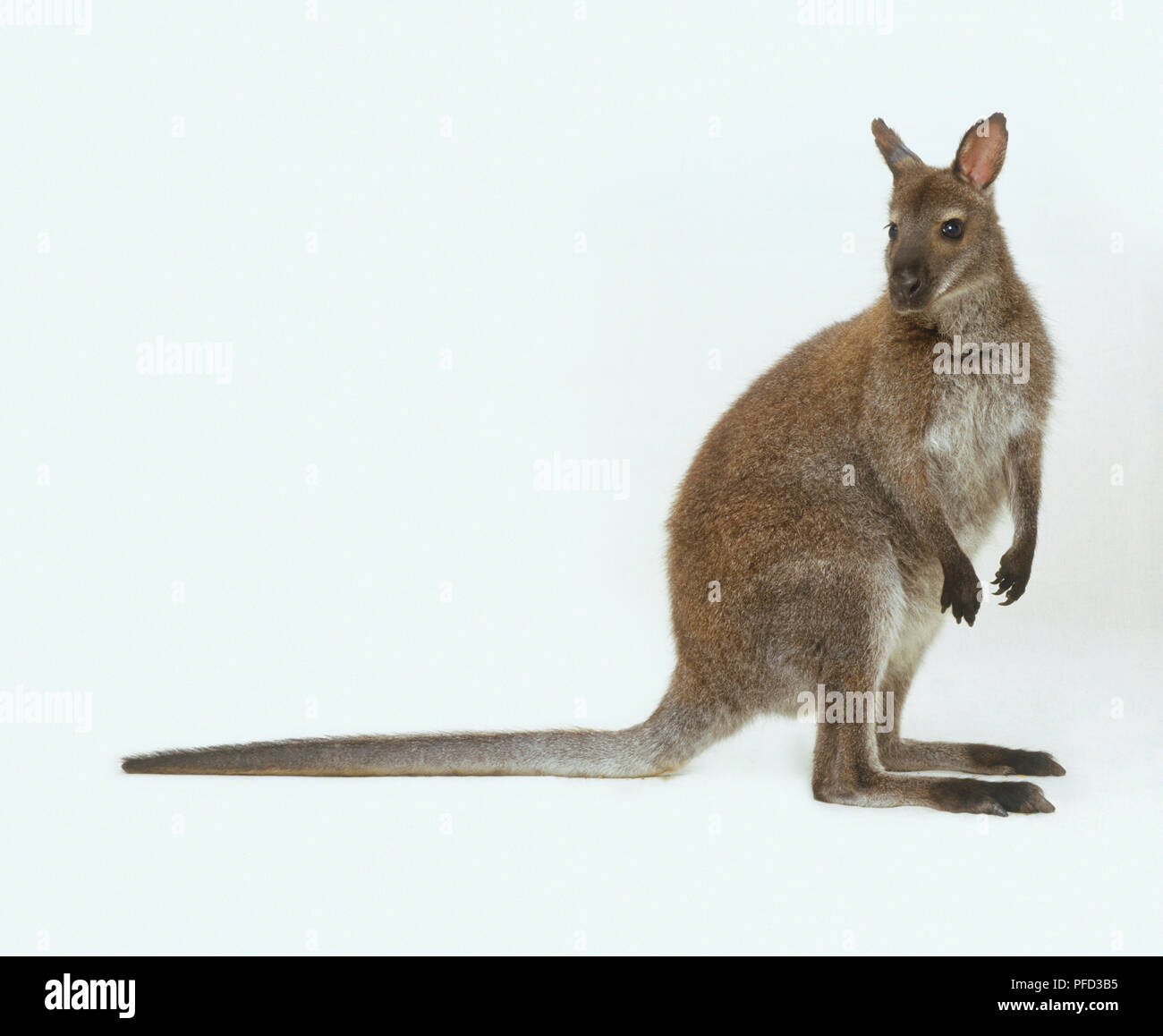 Macropodidae hi-res stock photography and images - Alamy
