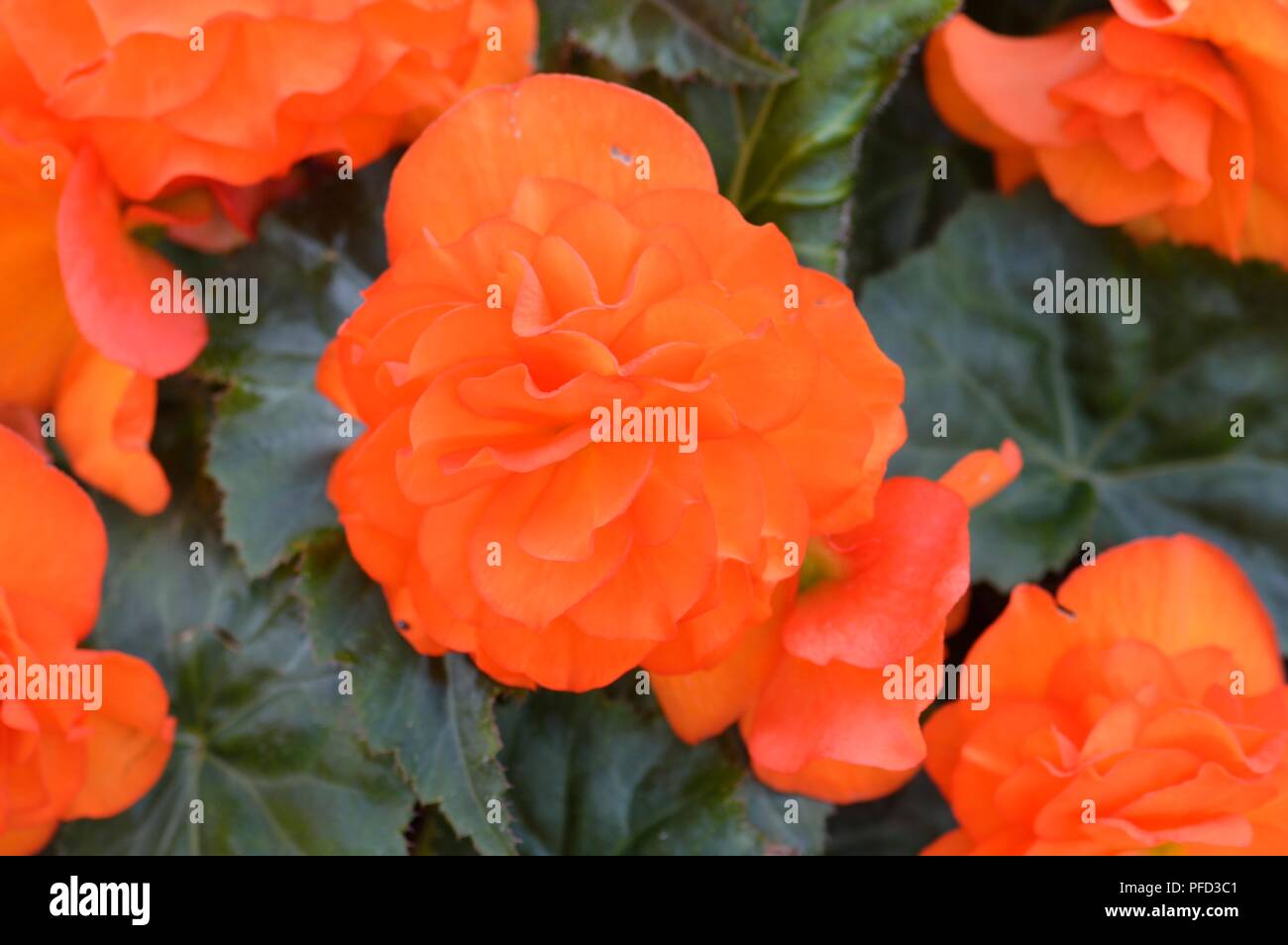 Begonia f1 non stop apricot hi-res stock photography and images - Alamy