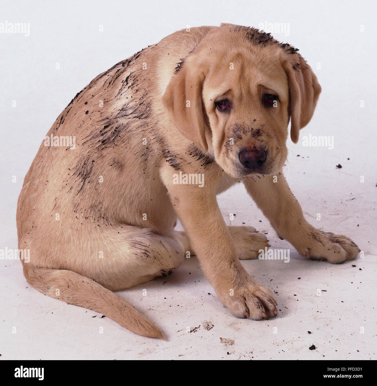 Golden labrador puppy covered in mud sitting down with head bent ...