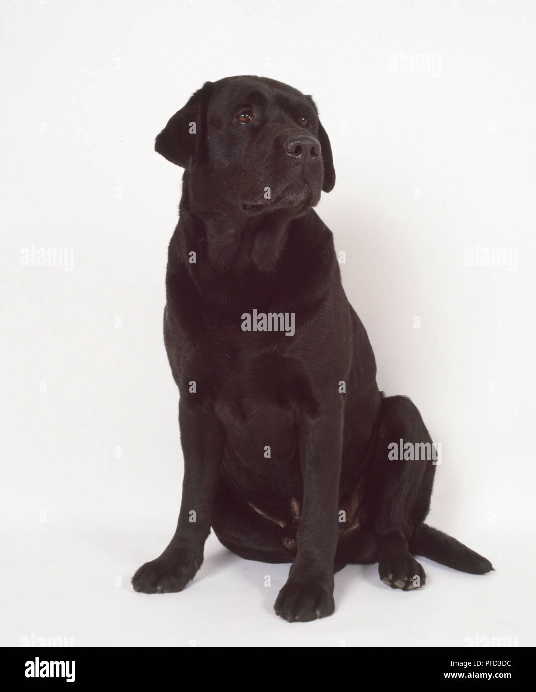 A husky black Labrador retriever dog sits on its haunches Stock Photo ...