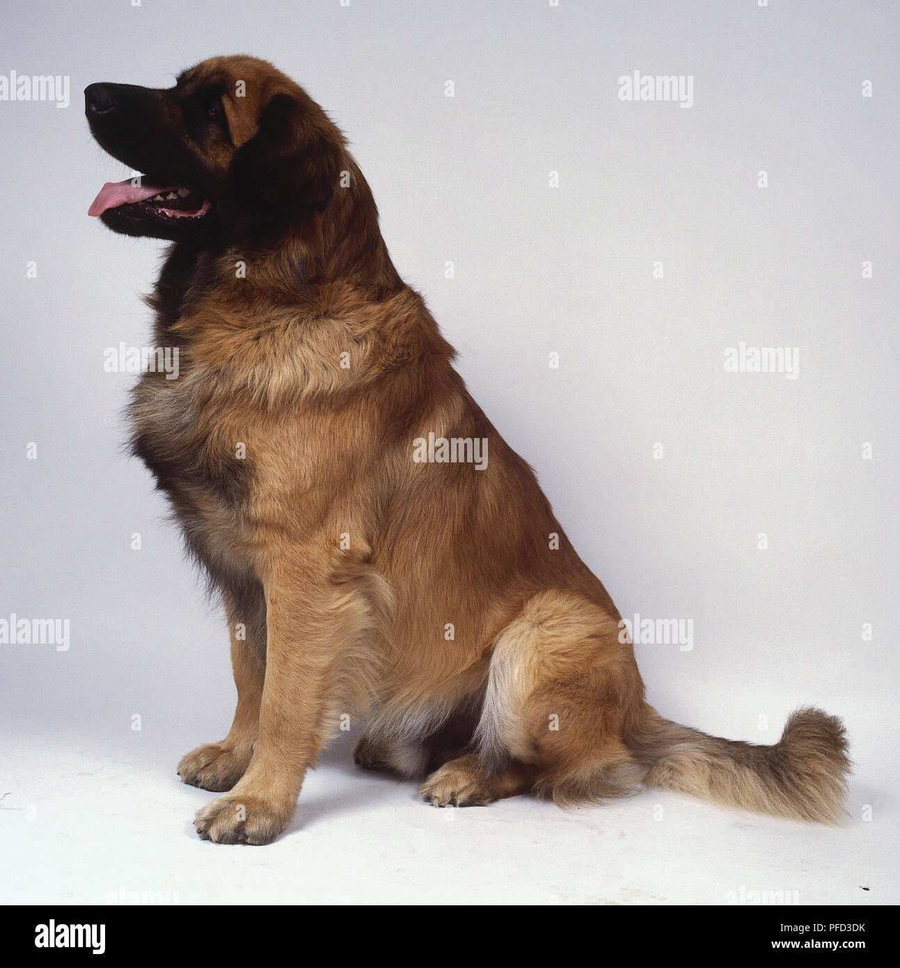 Profile of a dog hi-res stock photography and images - Alamy