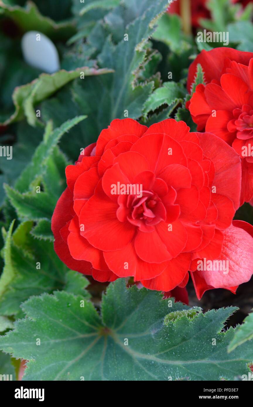 Begonia F1 non stop red Stock Photo - Alamy