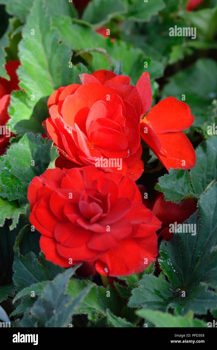 Begonia F1 non stop red Stock Photo - Alamy