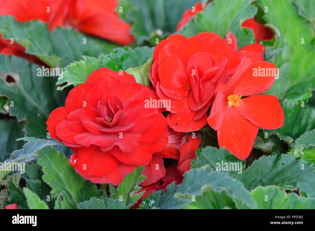 Begonia F1 non stop red Stock Photo - Alamy