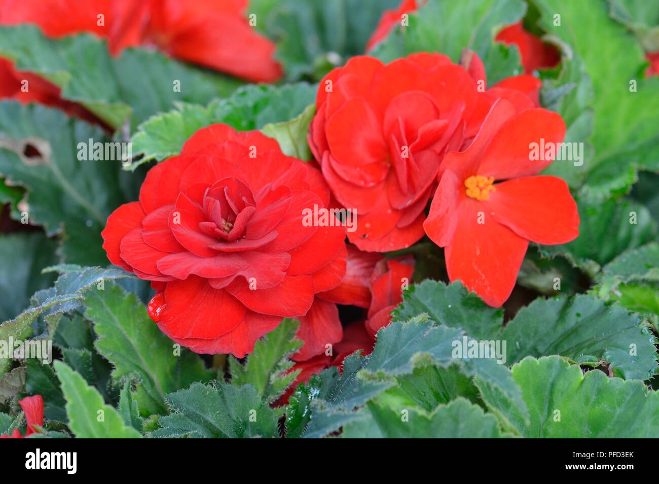 Begonia F1 non stop red Stock Photo - Alamy