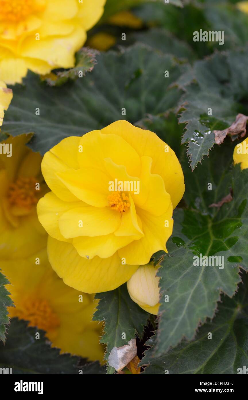 Begonia F1 non stop yellow Stock Photo - Alamy