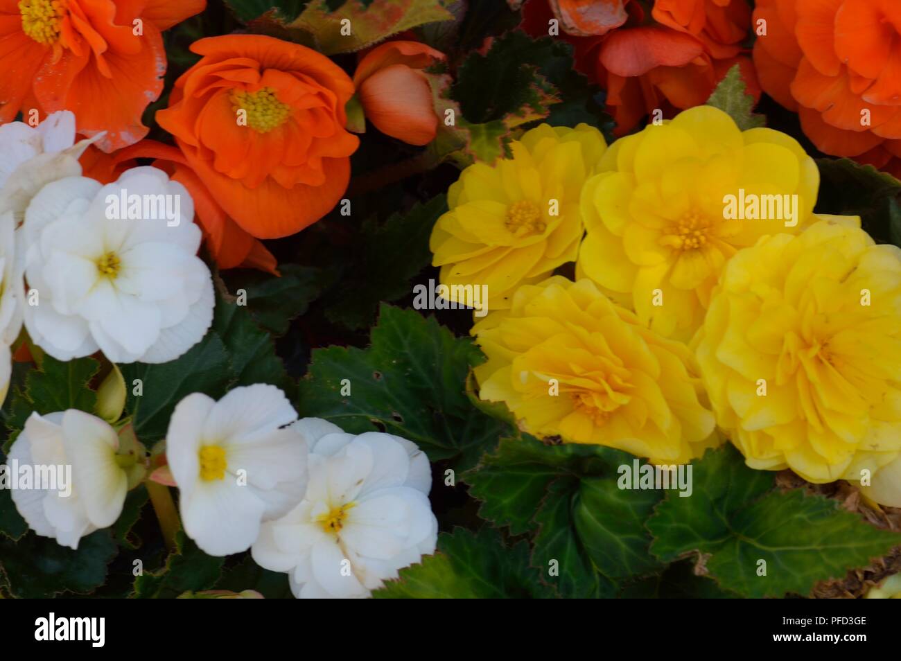 Begonia F1 nonstop citrus mix Stock Photo - Alamy