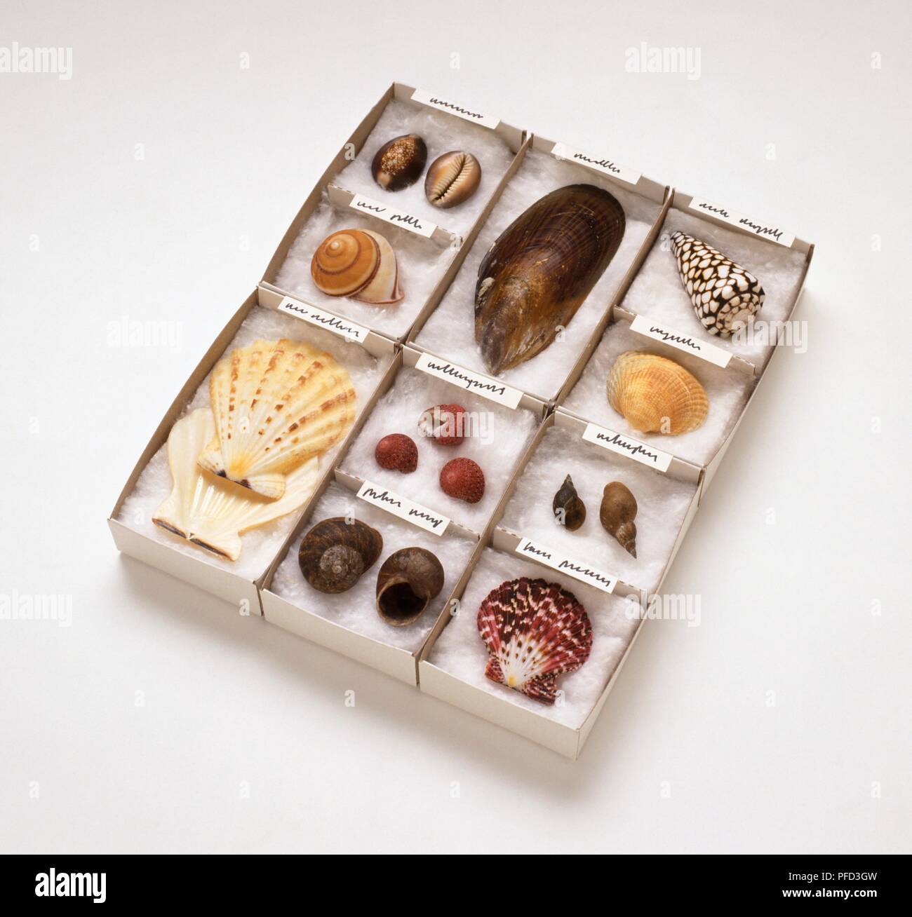 Collection of shells in box Stock Photo - Alamy