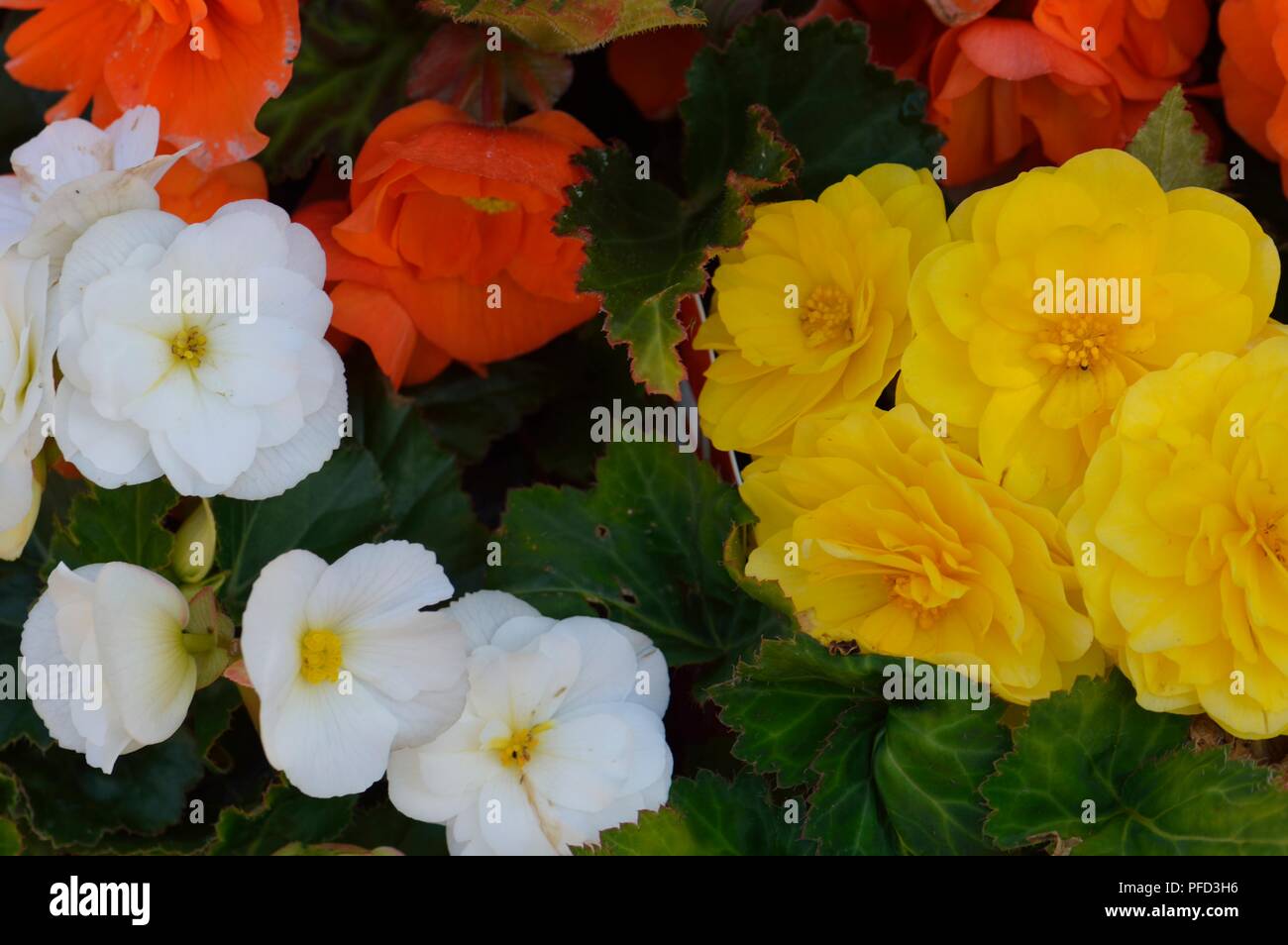 Begonia F1 nonstop citrus mix Stock Photo - Alamy