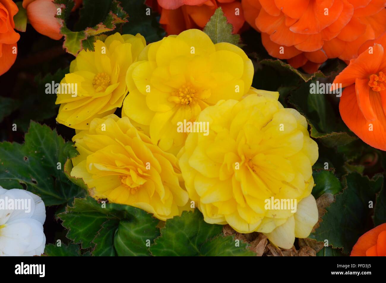 Begonia F1 nonstop citrus mix Stock Photo - Alamy