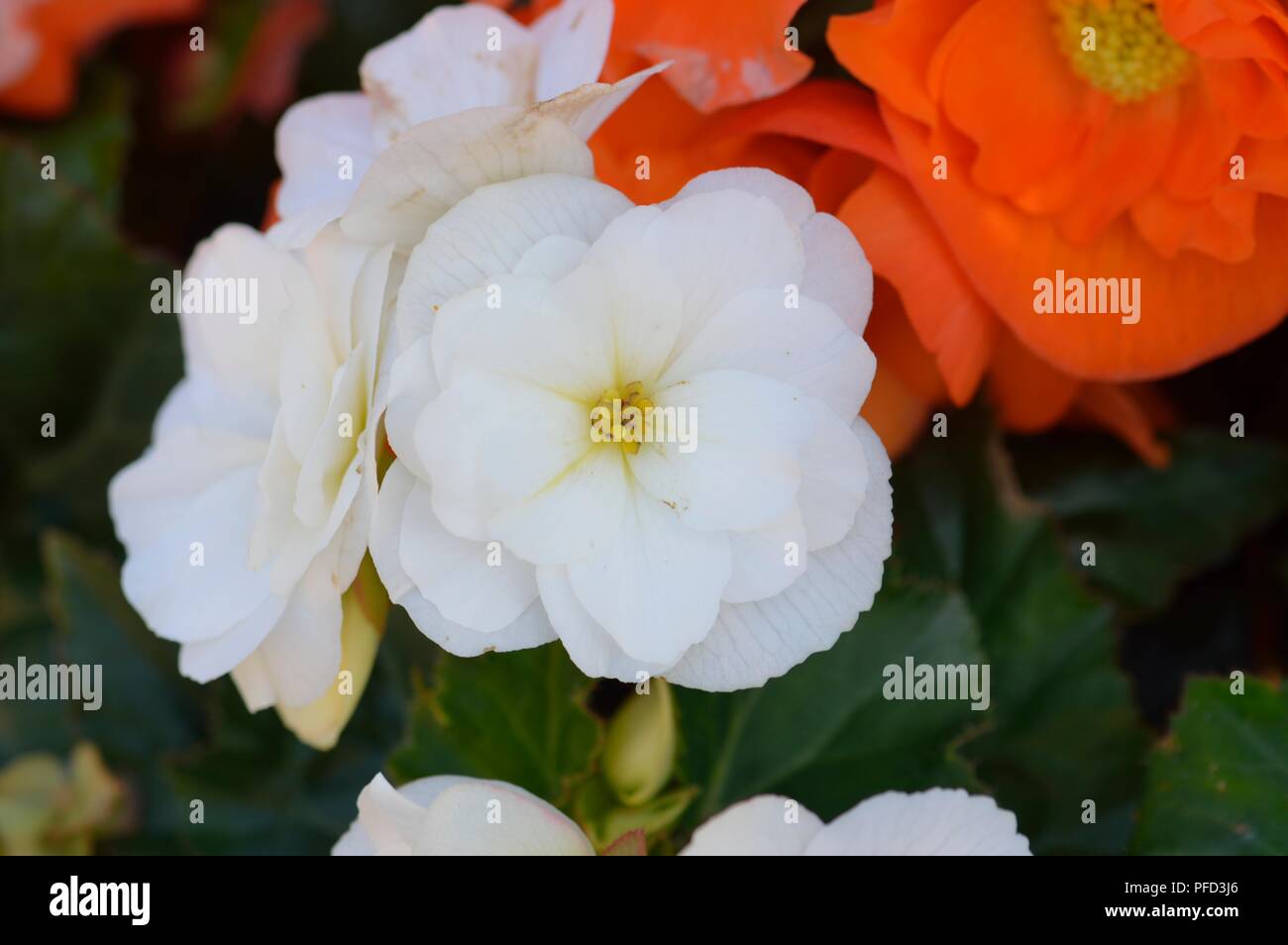 Begonia F1 nonstop citrus mix Stock Photo - Alamy