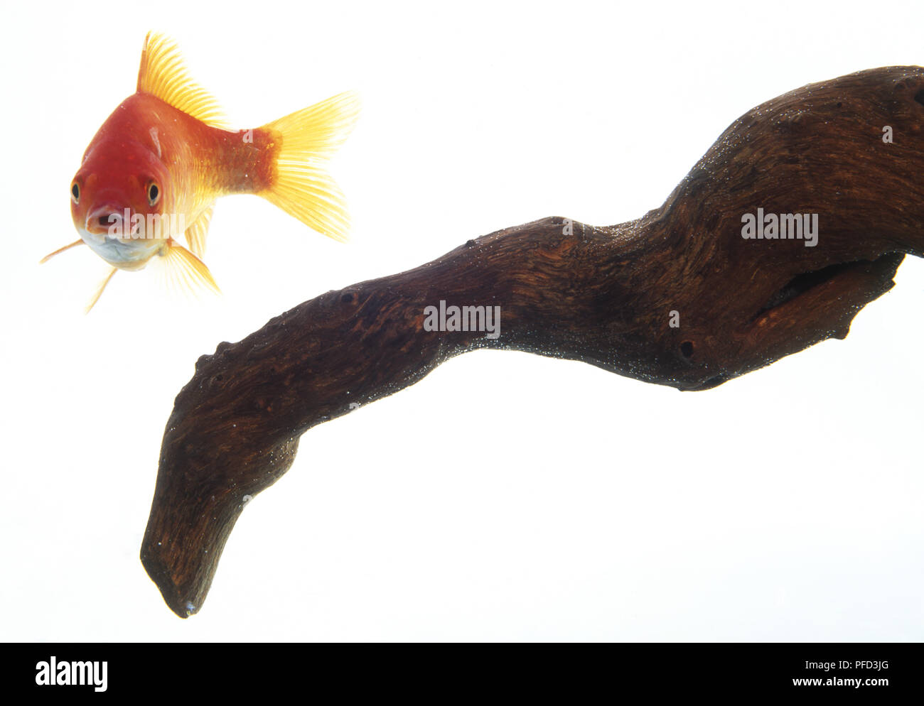Front view of a Goldfish (Carassius auratus) swimming with tail to side ...