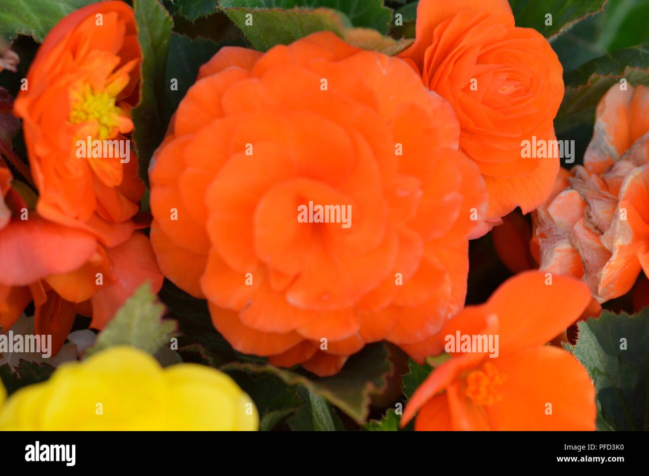 Begonia F1 nonstop citrus mix Stock Photo - Alamy