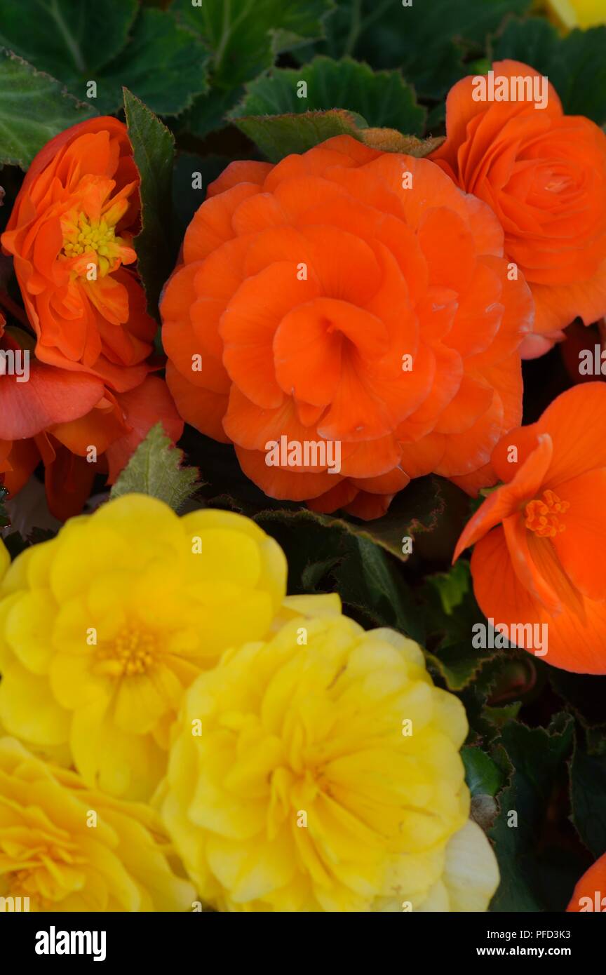 Begonia F1 nonstop citrus mix Stock Photo - Alamy