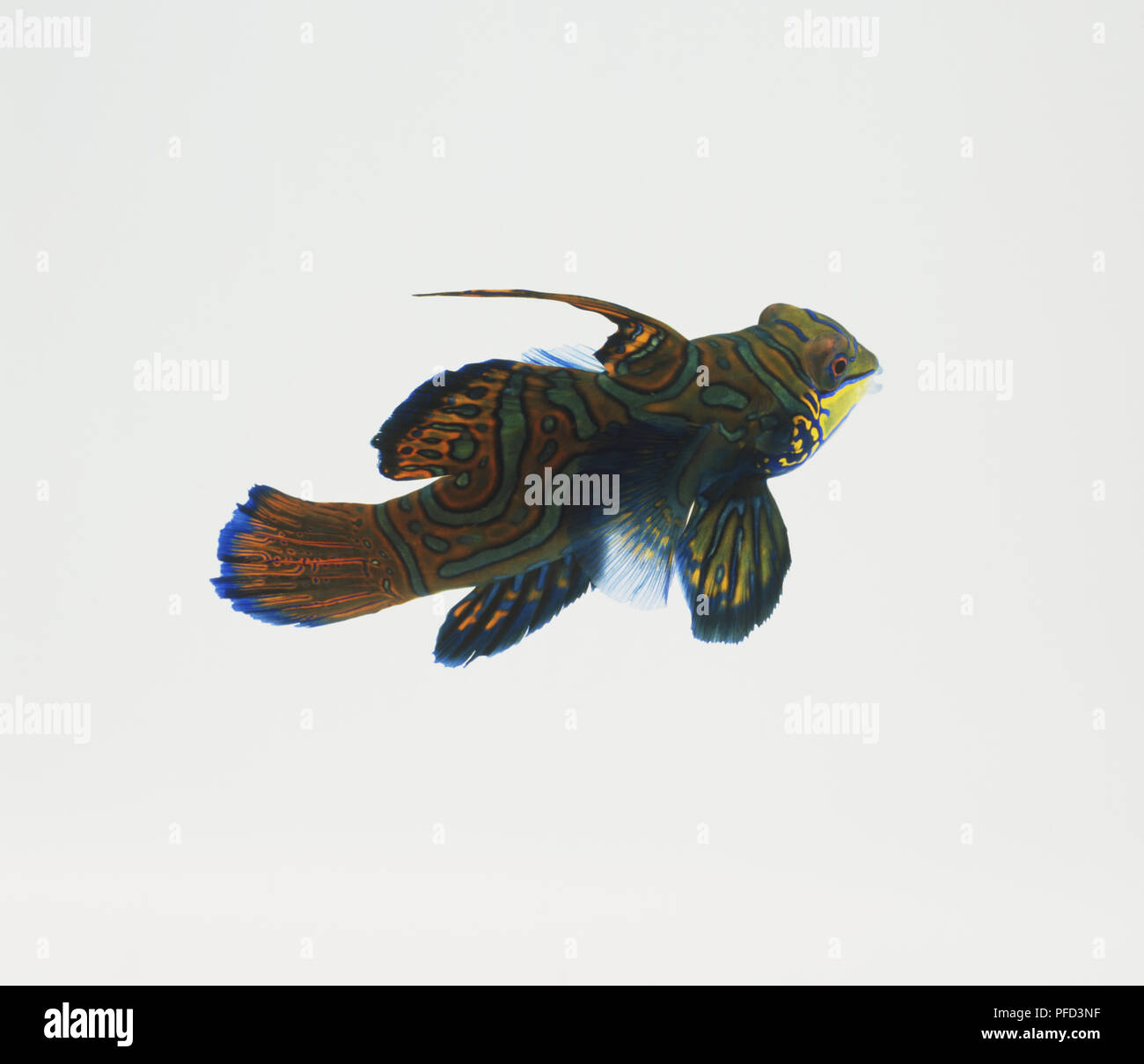 Pterosynchiropus splendidus hi-res stock photography and images - Alamy