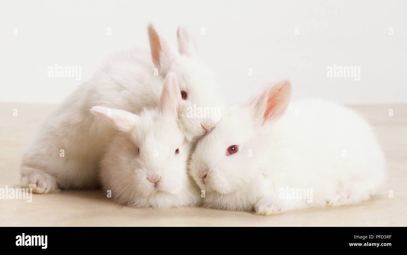Three young white Rabbits (Oryctolagus cuniculus) huddled together ...