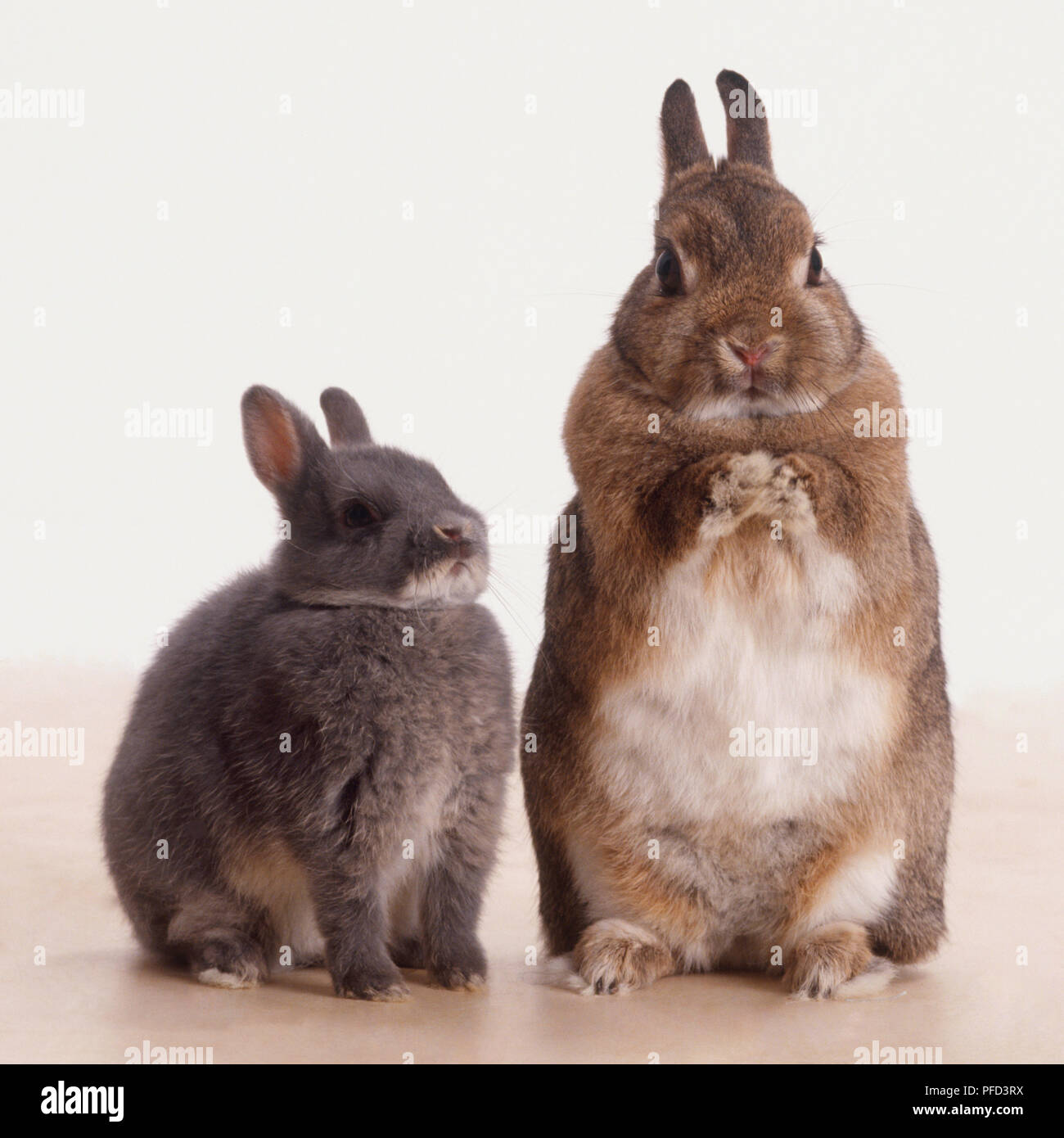 Rabbit rearing hi-res stock photography and images - Alamy