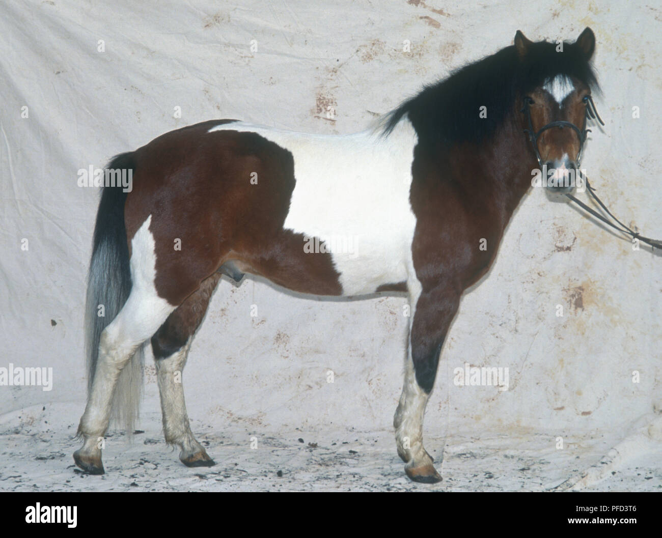 Hucul pony, standing, looking at camera Stock Photo - Alamy