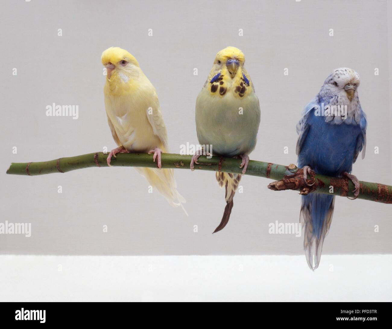 Row of budgies hi-res stock photography and images - Alamy