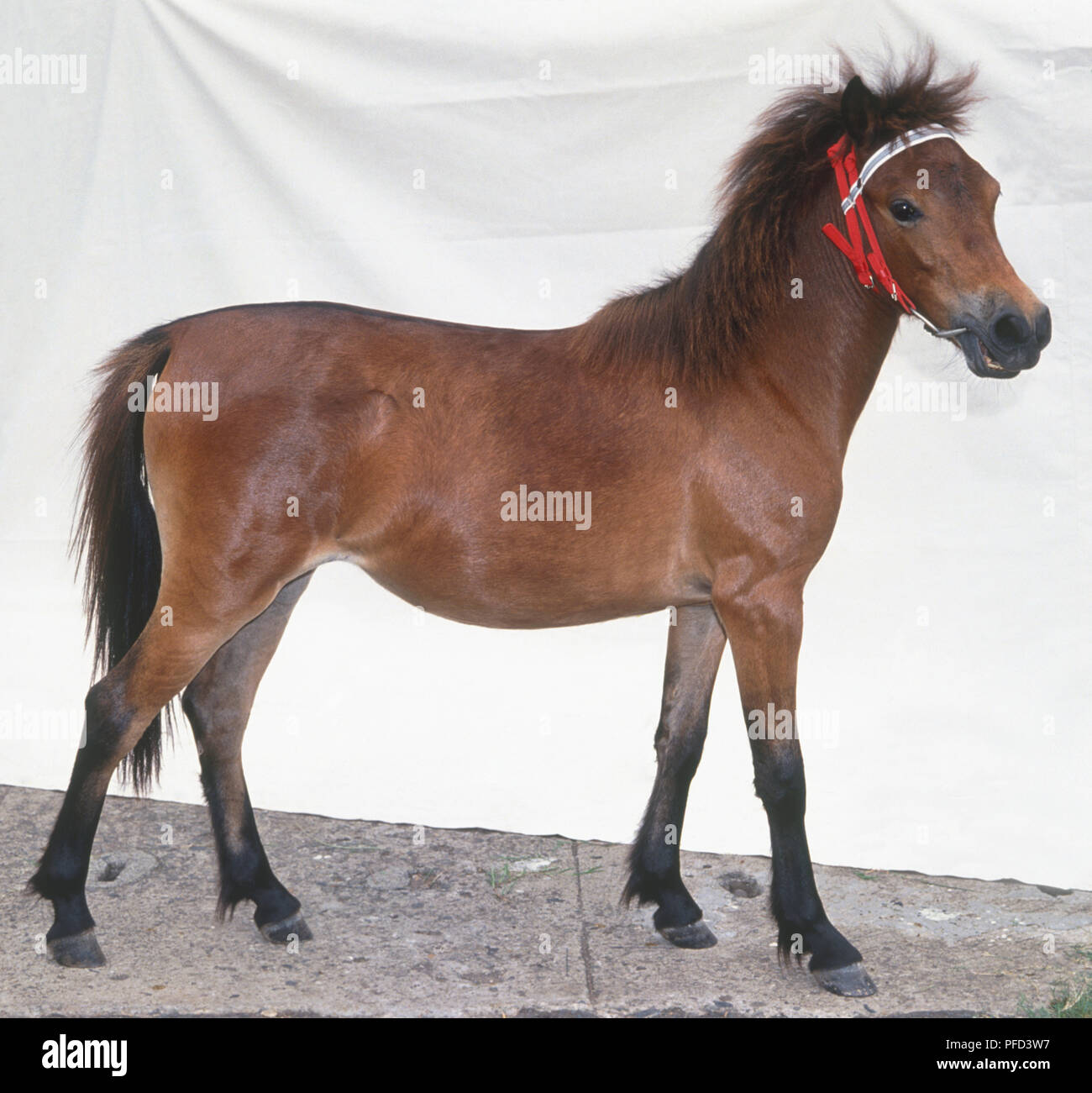 Timor pony, standing, side view Stock Photo - Alamy