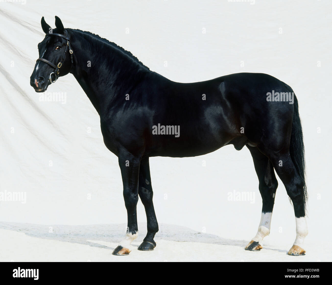 Hanoverian hi-res stock photography and images - Alamy