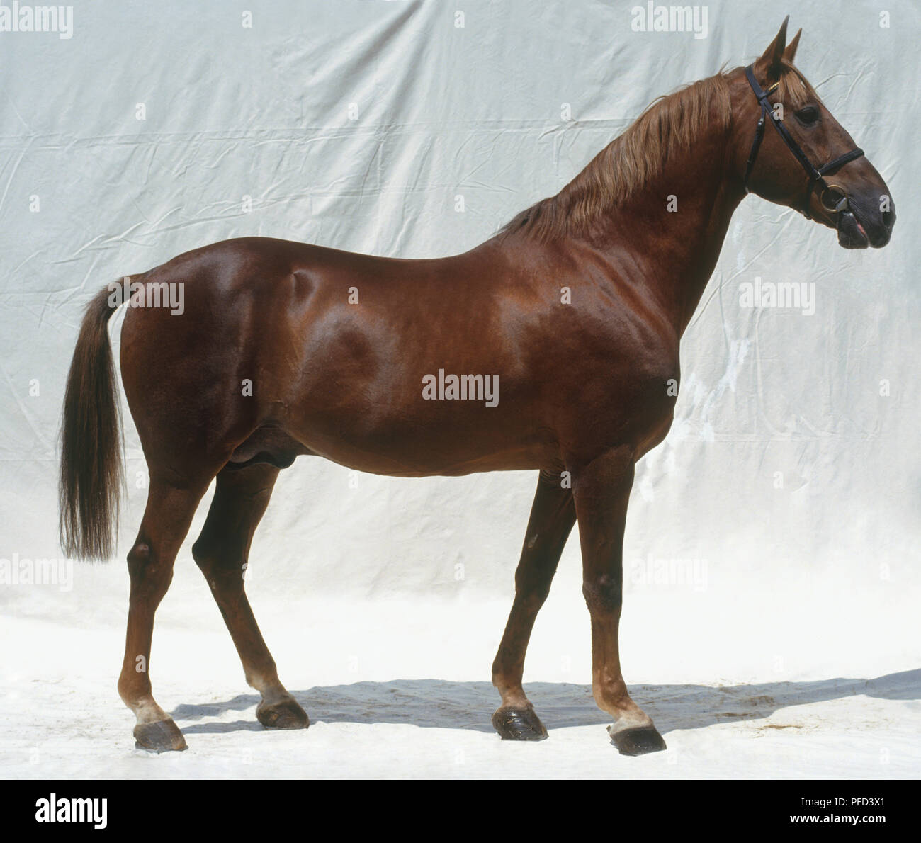 French Trotter Horse Stock Photos & French Trotter Horse Stock Images ...