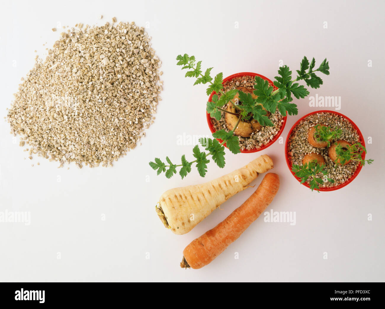Carrot tops growing in soil-free compost, in small plastic pots ...