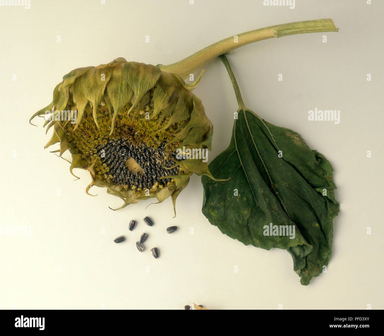 Hollyhock seed pods hi-res stock photography and images - Alamy
