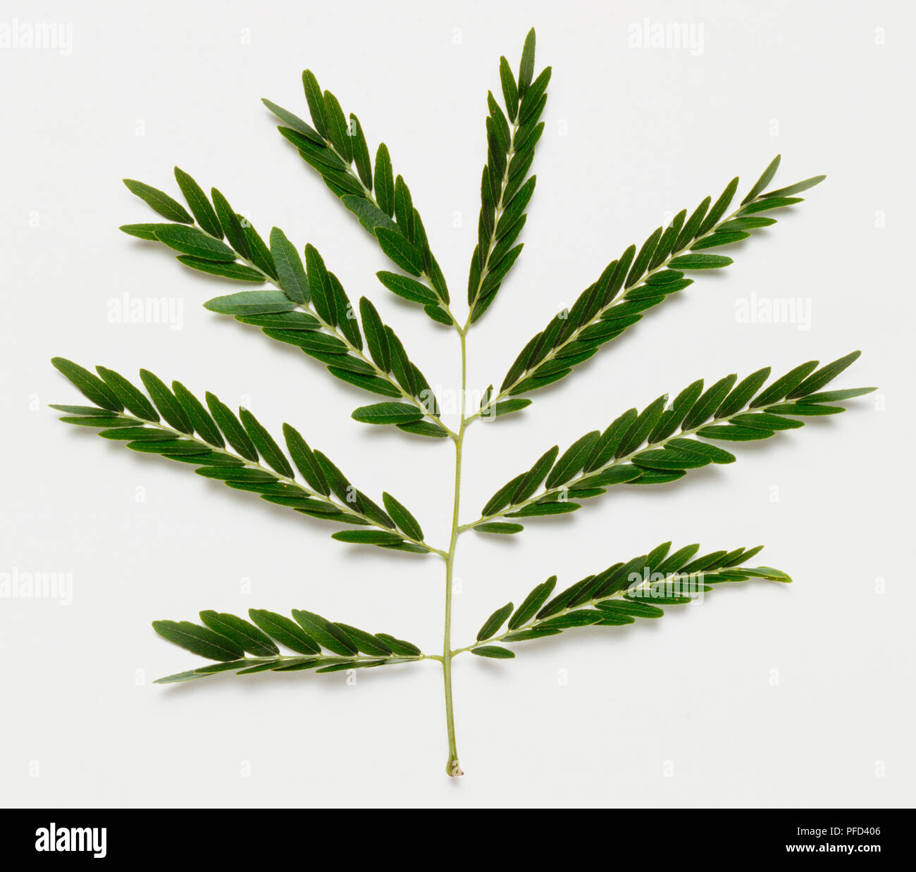 Unipinnate Compound Leaf