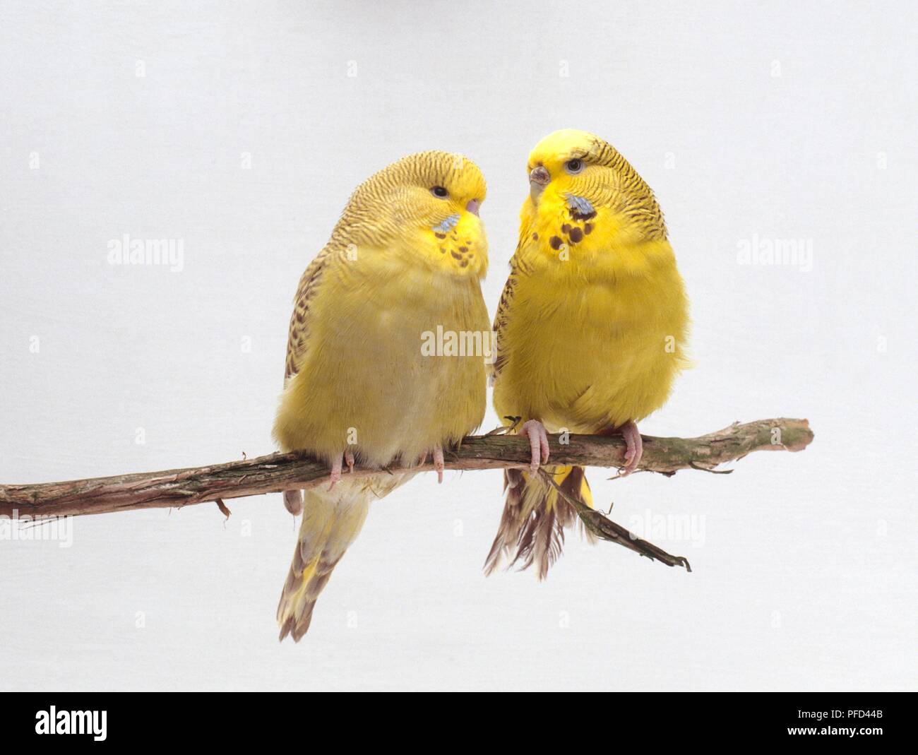 Two yellow budgies perching side by side on a branch, front view Stock ...