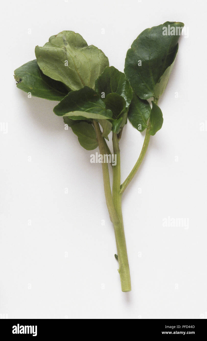 Nasturtium officinale, sprig of Watercress Stock Photo - Alamy