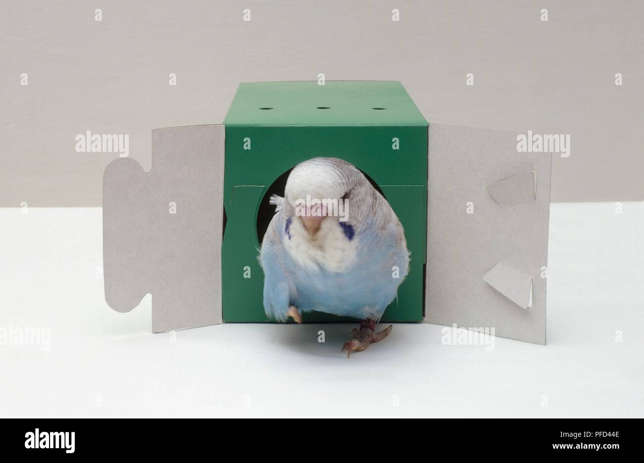 Budgie emerging from carry box, front view Stock Photo - Alamy