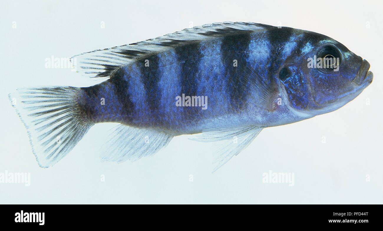 Female Kenyi Cichlid (Maylandia lombardoi), side view Stock Photo - Alamy
