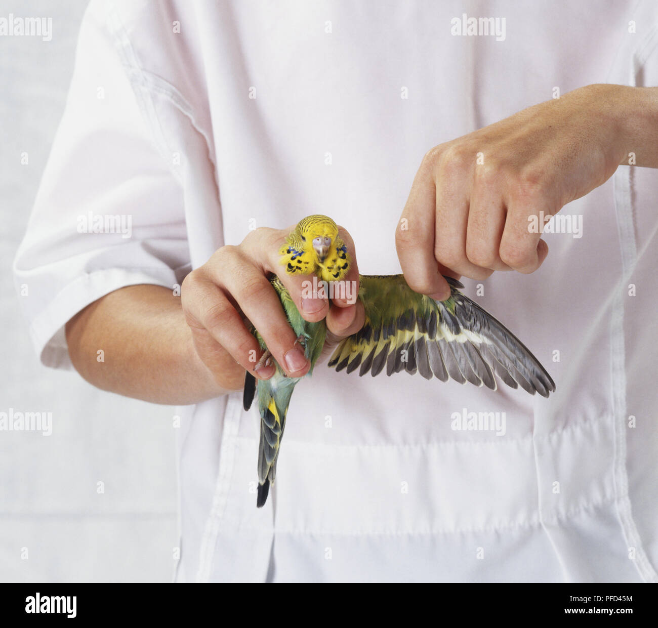 Person holding budgie in one hand and extending the wing with the other ...