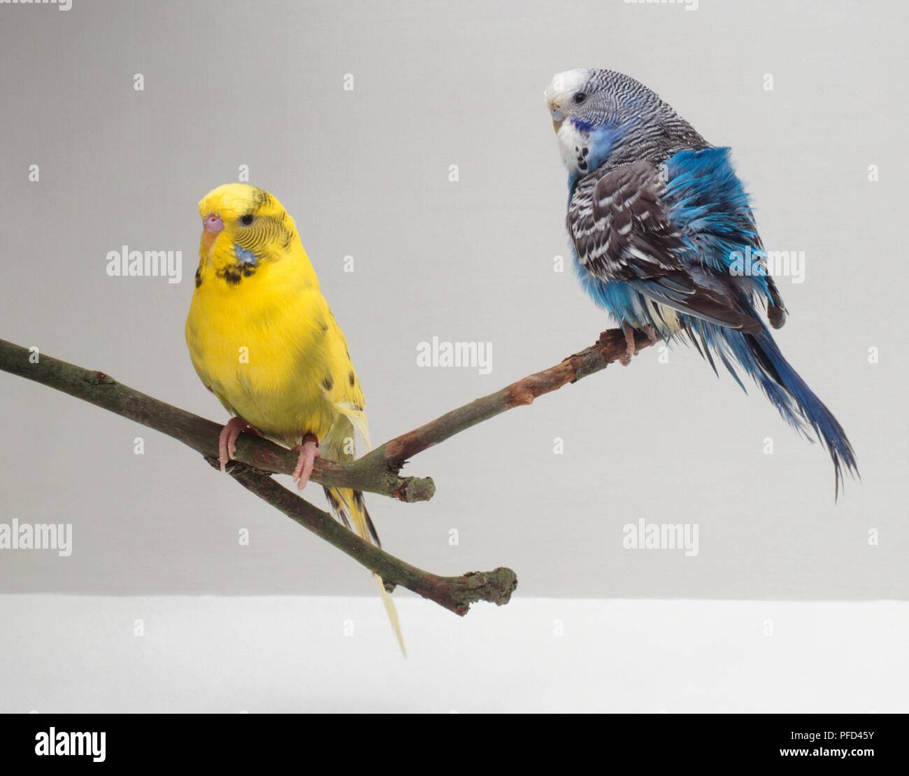 Blue budgie with feathers puffed up, and yellow budgie, perching on ...