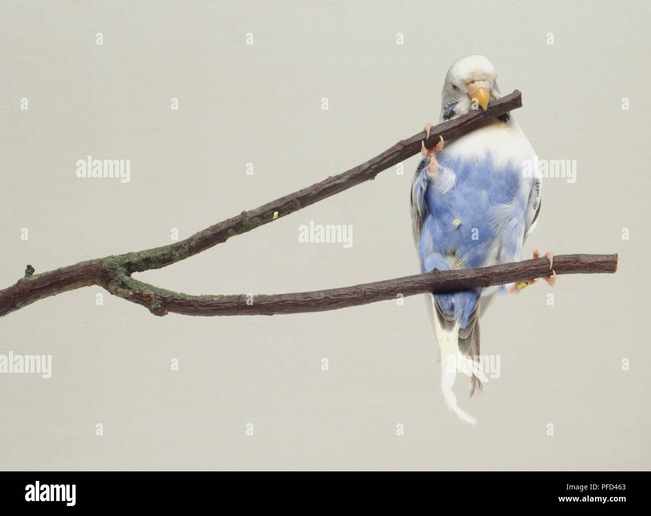 Blue and white budgie biting into twig, front view Stock Photo - Alamy