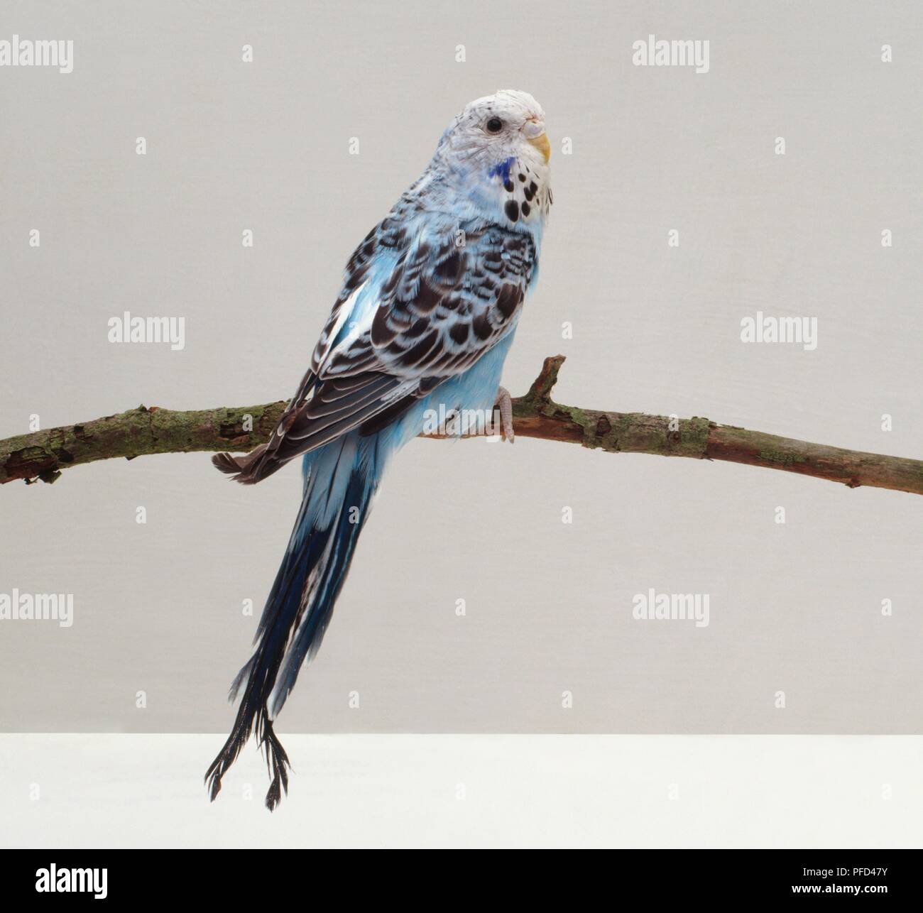 Blue budgie moulting, rear and side view Stock Photo - Alamy