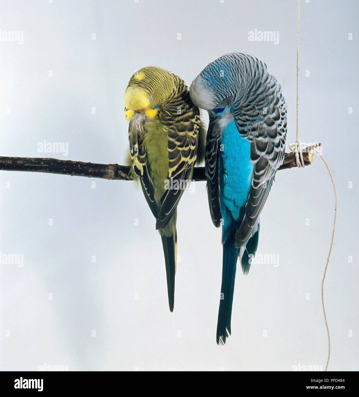 Rear pair hi-res stock photography and images - Alamy